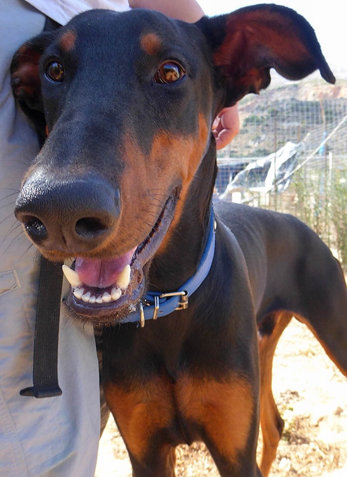 Orpheus (adopted) - The Souda Shelter