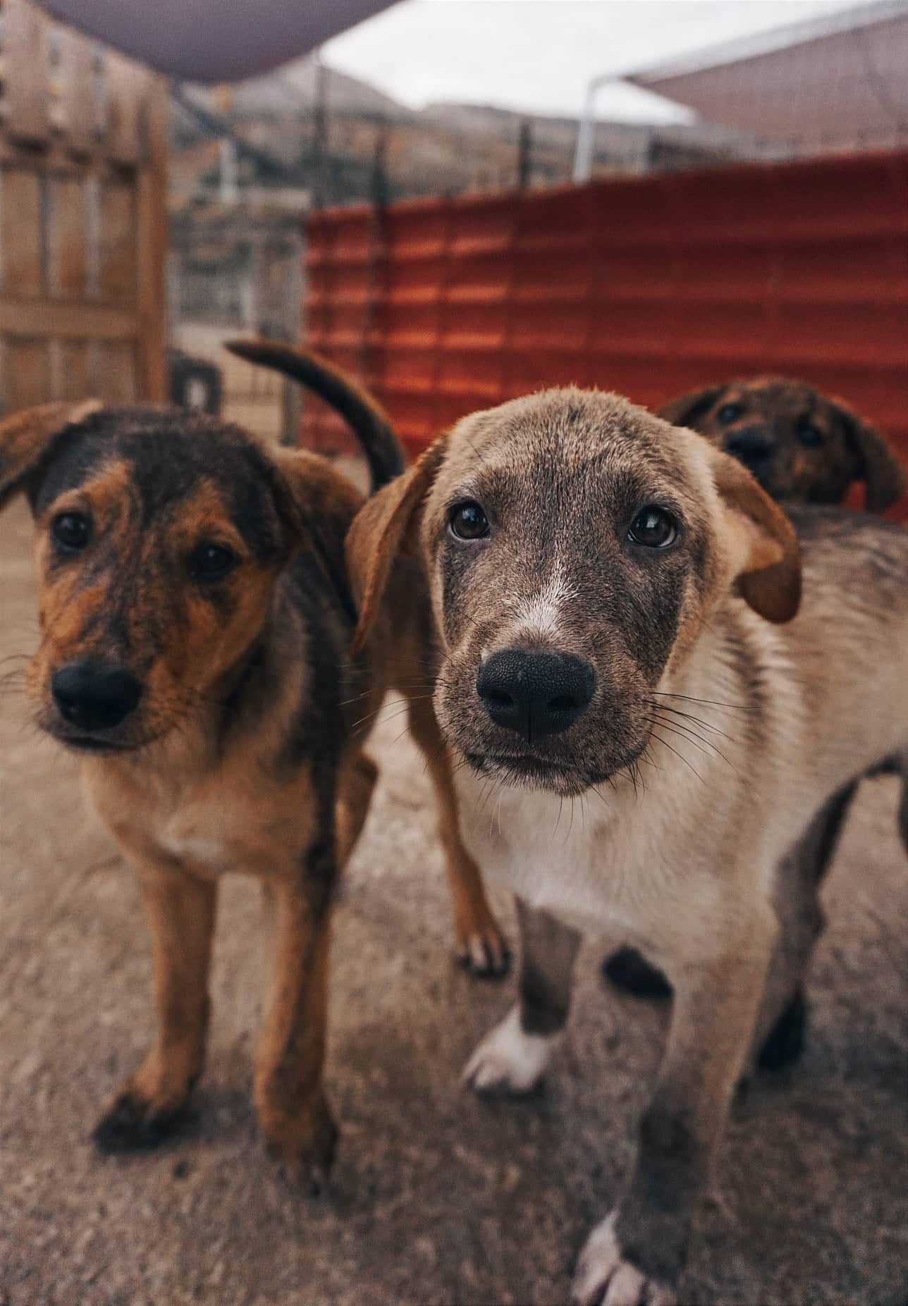 Pecan (adopted) - The Souda Shelter