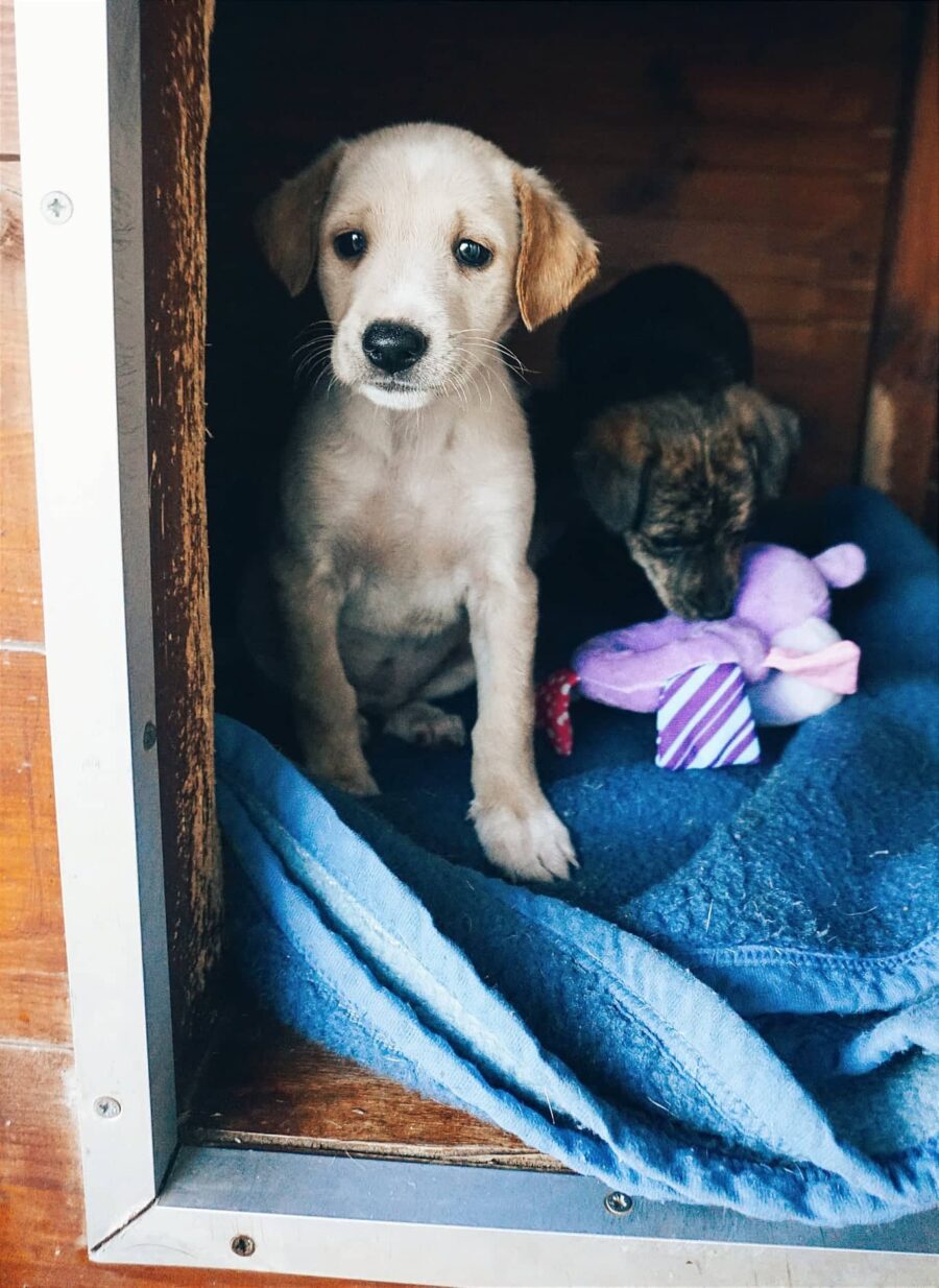Orla (adopted) - The Souda Shelter