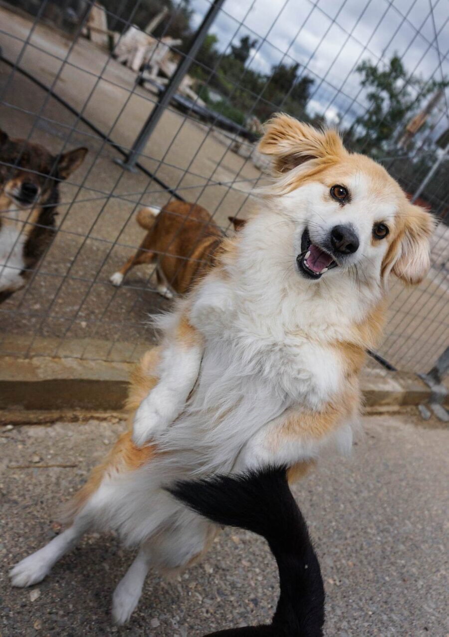 Desa (adopted) - The Souda Shelter