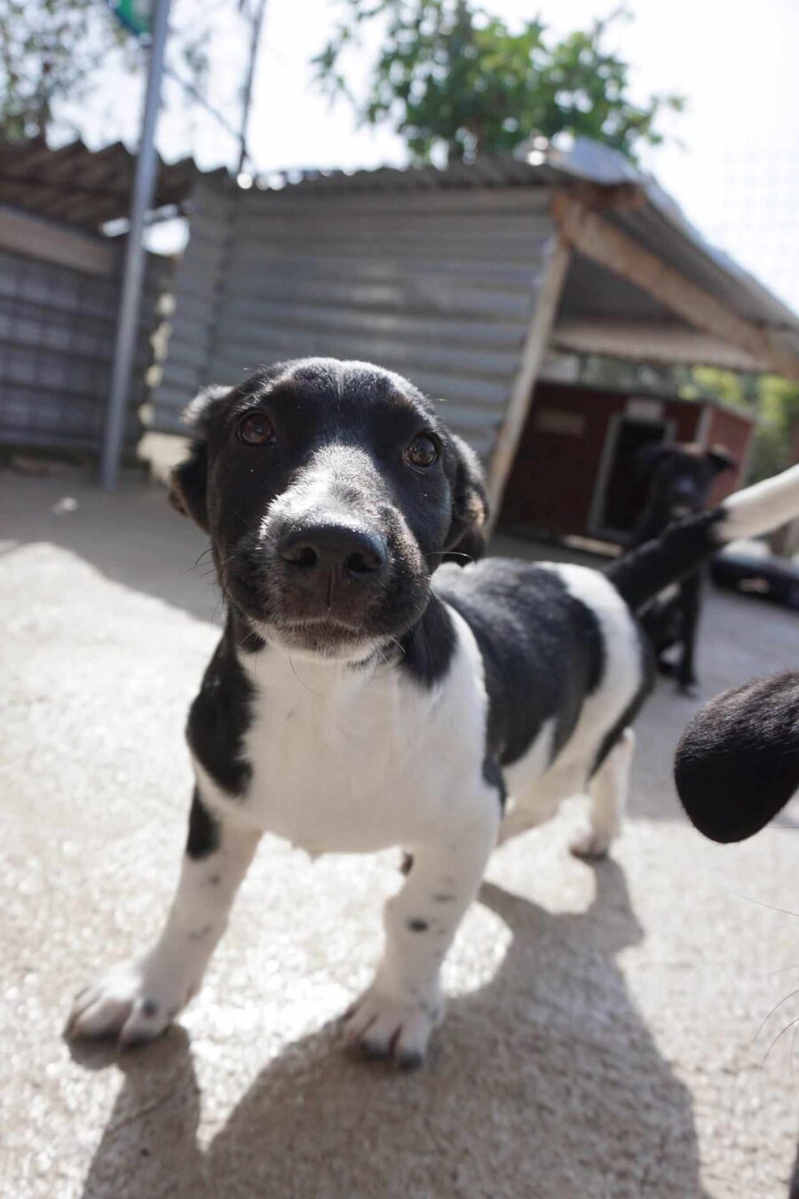 Knut (adopted) - The Souda Shelter