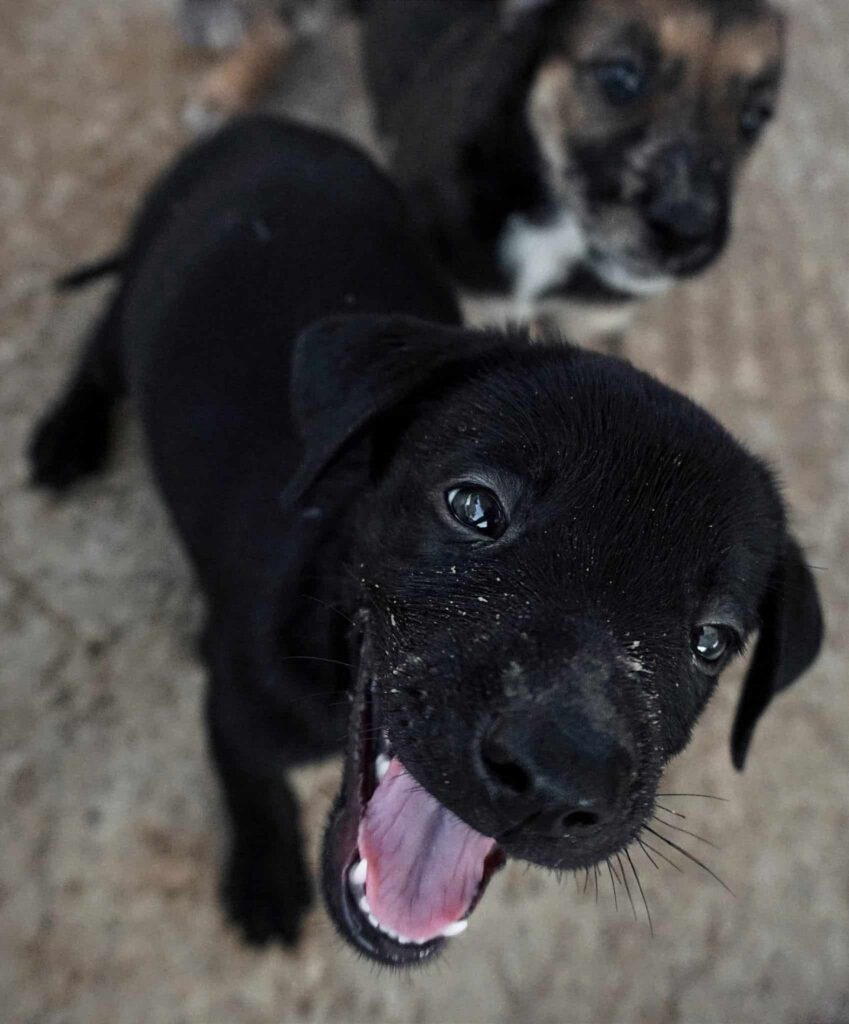 Cher (adopted) - The Souda Shelter