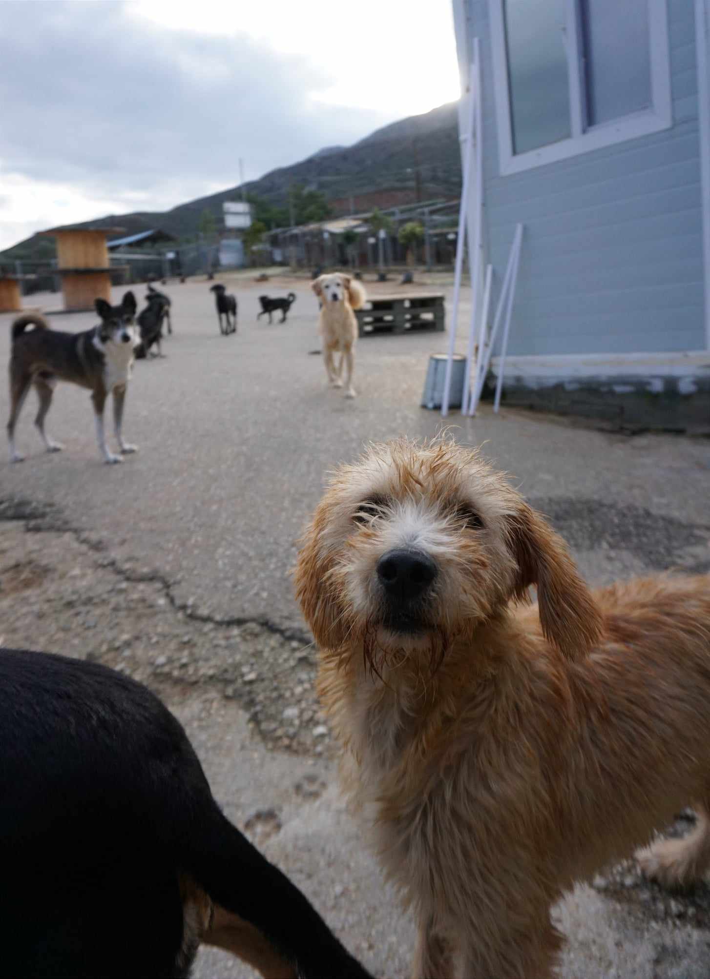 Rudi (adopted) - The Souda Shelter