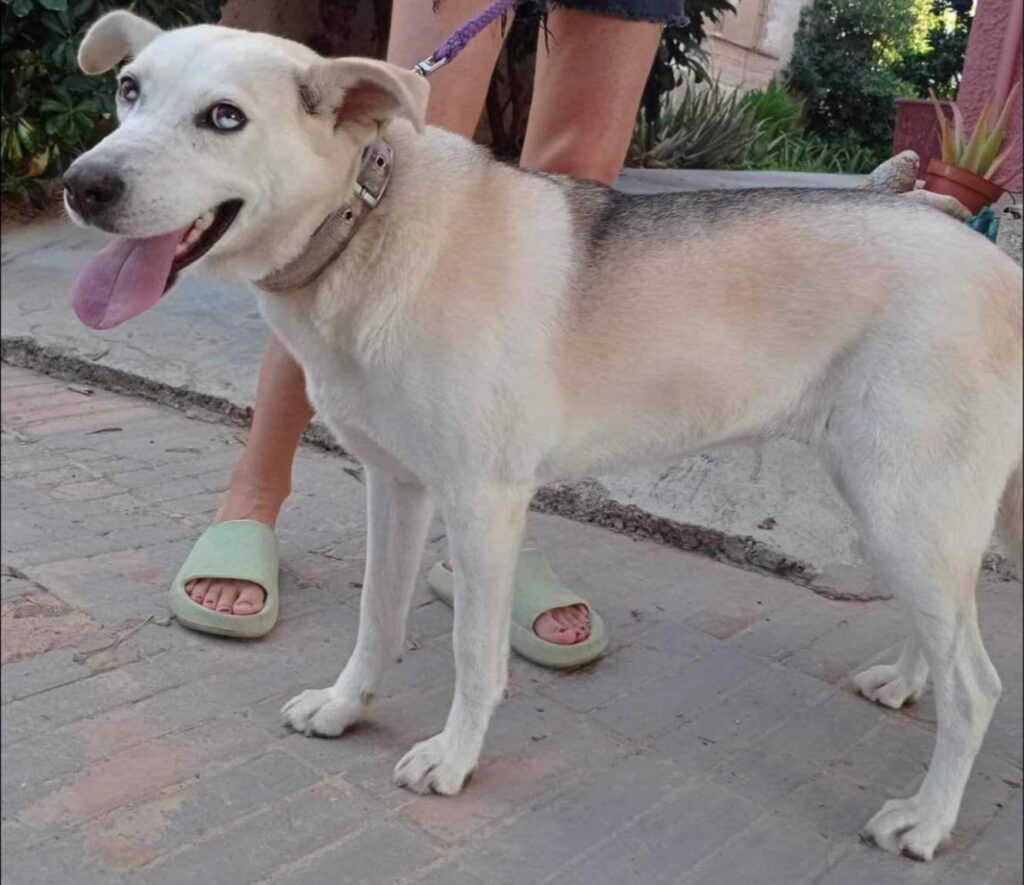 Selini (adopted) - The Souda Shelter