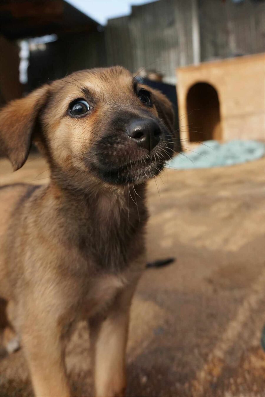 Dharma (adopted) - The Souda Shelter