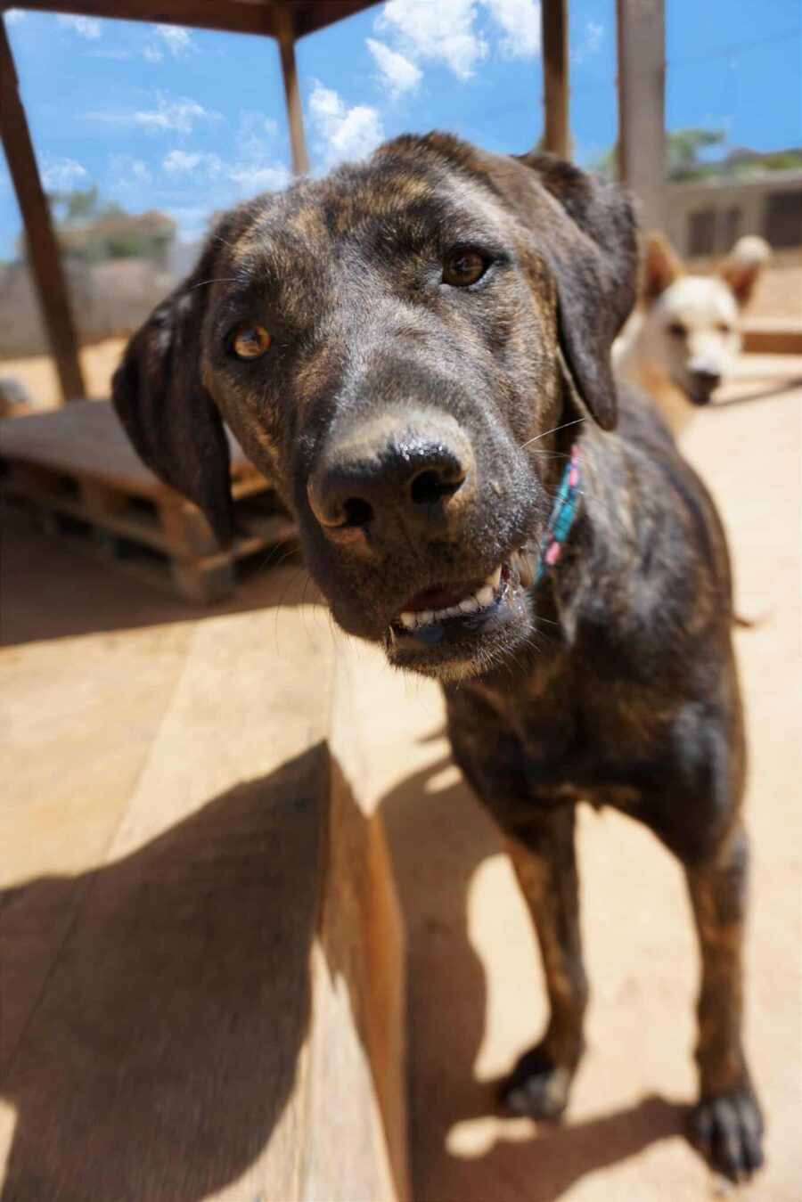 Brokkoli (adopted) - The Souda Shelter