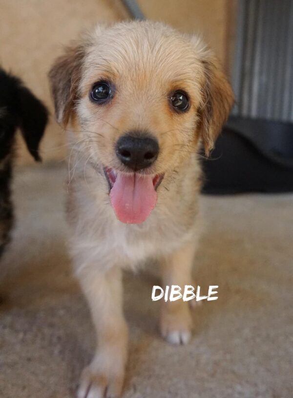 Dibble (adopted) - The Souda Shelter